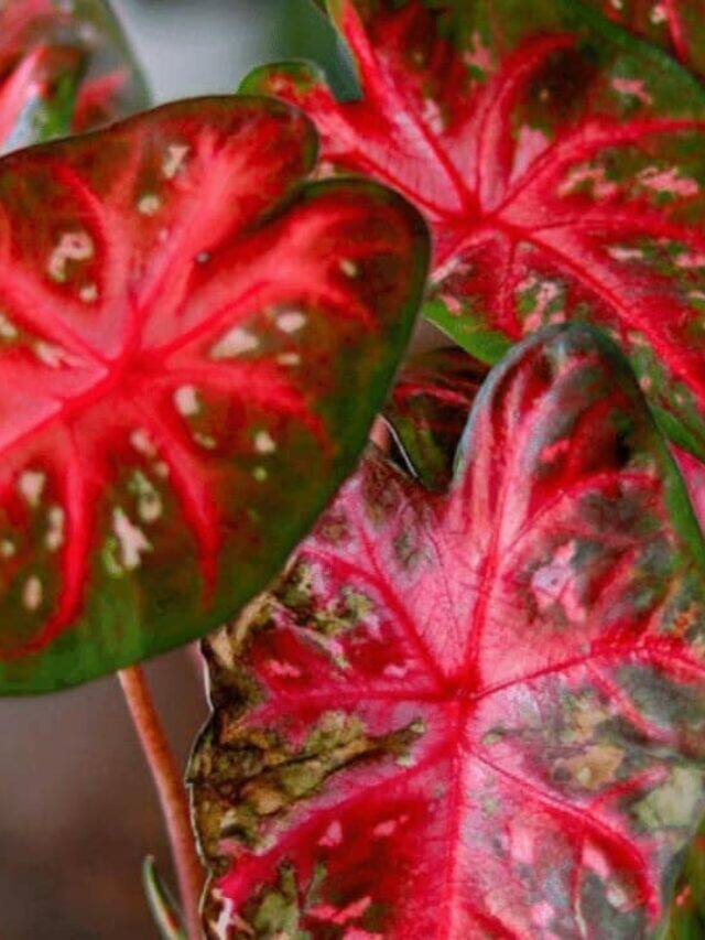 5 Beautiful Plants with Red Leaves