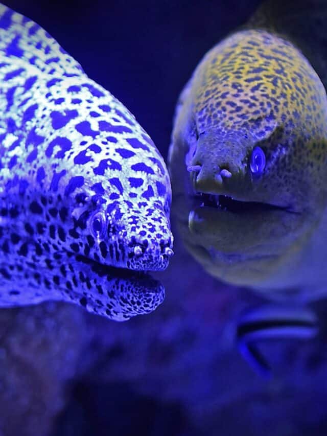 अपने दुश्मनों को करंट से मारती है ये मछली, जानें इसके रोचक तथ्य