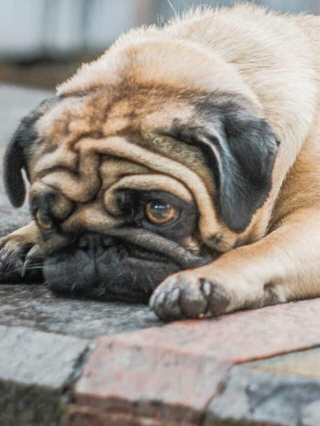 इस कुत्ते को पालने के लिए क्यों मना कर रहे हैं वैज्ञानिक? वजह है हैरान ...