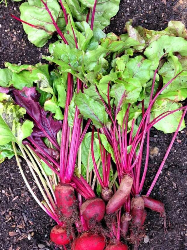 How to Grow Beetroot in Pots at Home