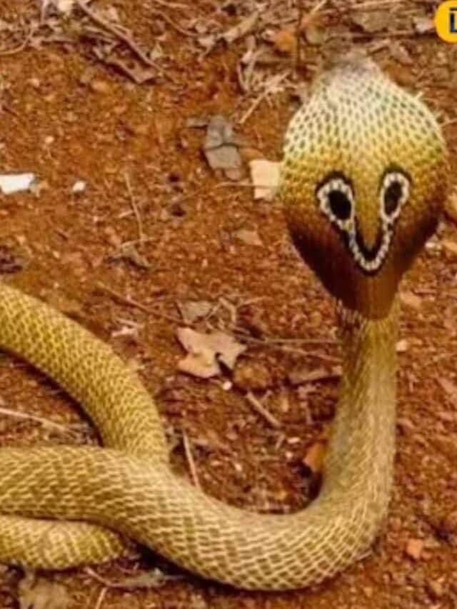 साँप कैसे सोते हैं?