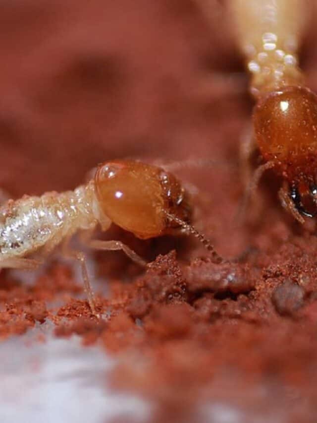 చెదపురుగులను ఇలా శాశ్వతంగా వదిలించుకోండి..