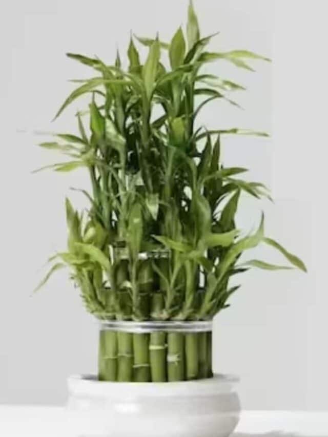 6 Tips To Protect Your Bamboo Plant At Home