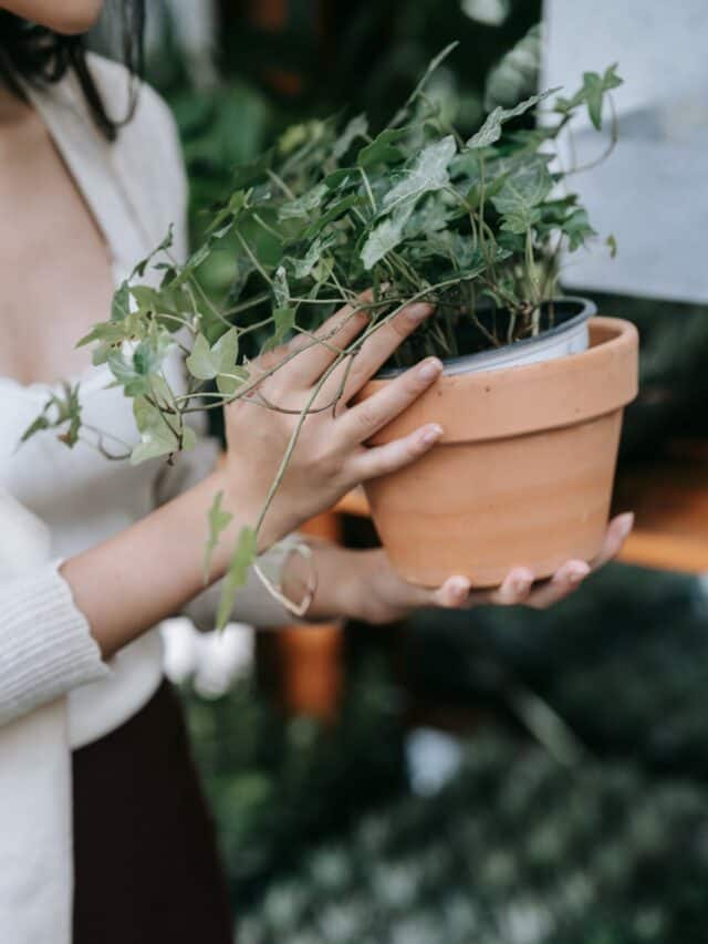 7 Easy Steps to Plant Boston Ivy at Home