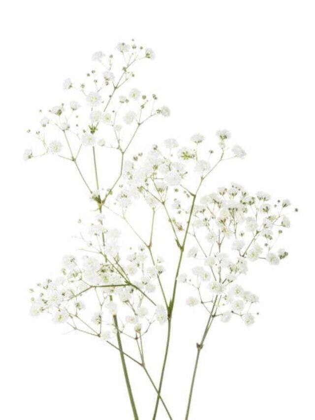 7 Plants That Grow White Flowers