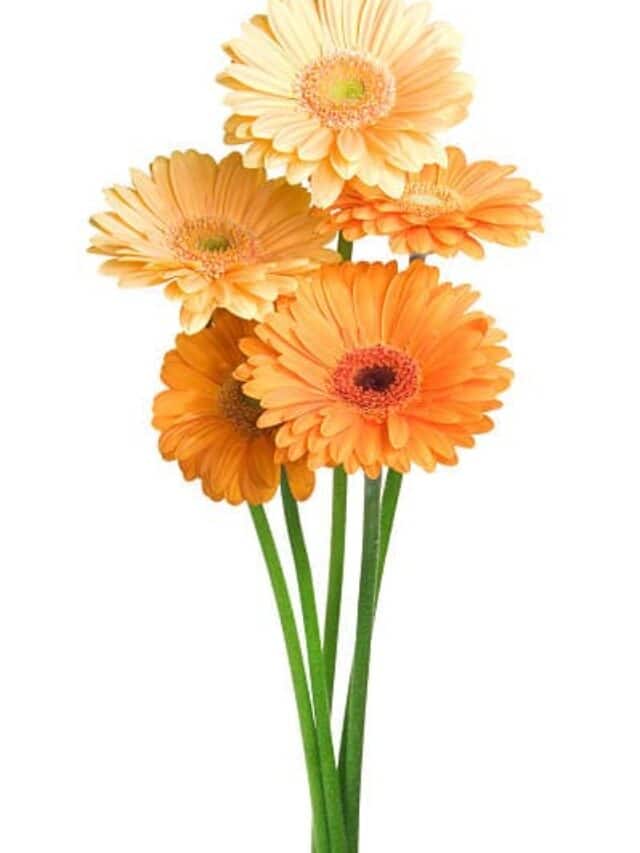 7 Plants That Grow Orange Flowers