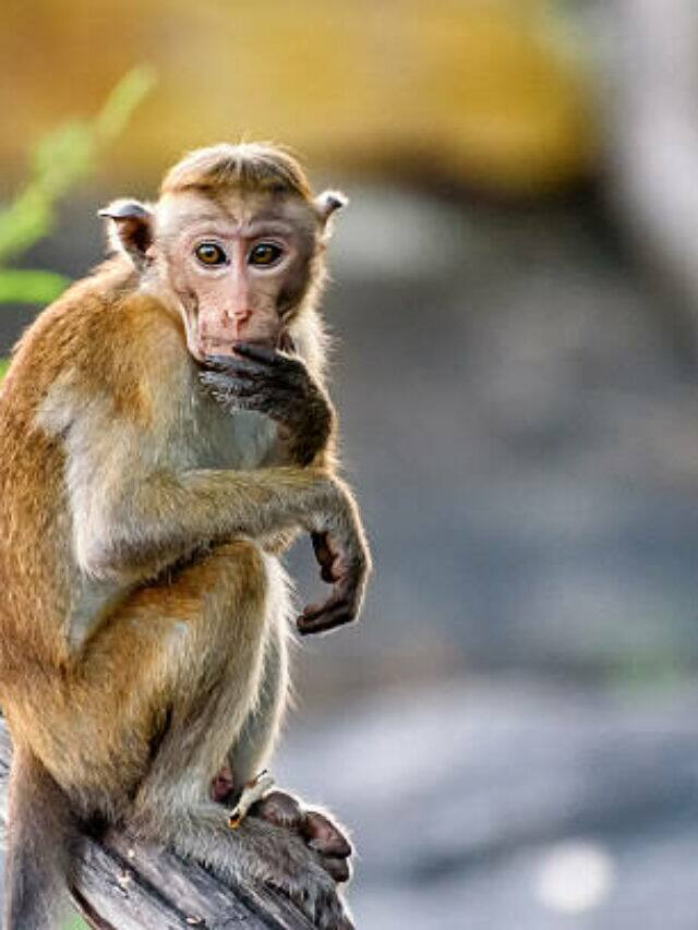 40 सालों से हो रहा यहां बंदरों का सत्कार