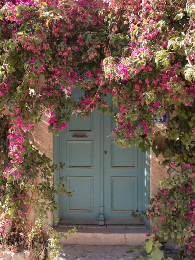 5 Most Beautiful Flowering Climbers in India