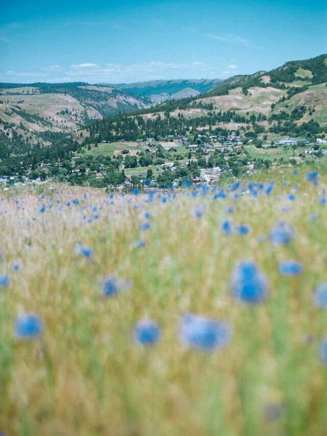 5 Stunning Flower Valleys In India That Must Be On Your Bucket List