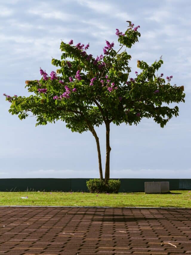 10 Best Flowering Trees In India