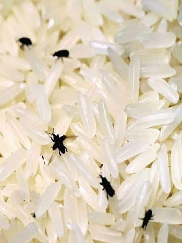 బియ్యం పురుగుపట్టకుండా ఉండేందుకు టిప్స్..