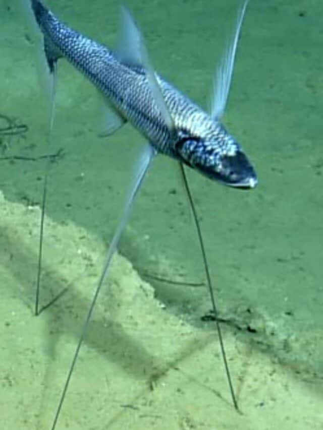 नहीं देखी होगी आपने ऐसी मछली, बनावट देखकर तो उड़ जाएंगे होश