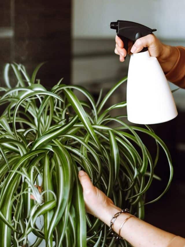 Why Should You Keep Spider Plant At Home