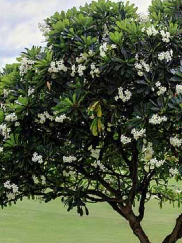 5 Trees That Sheltered Lord Ram In Exile