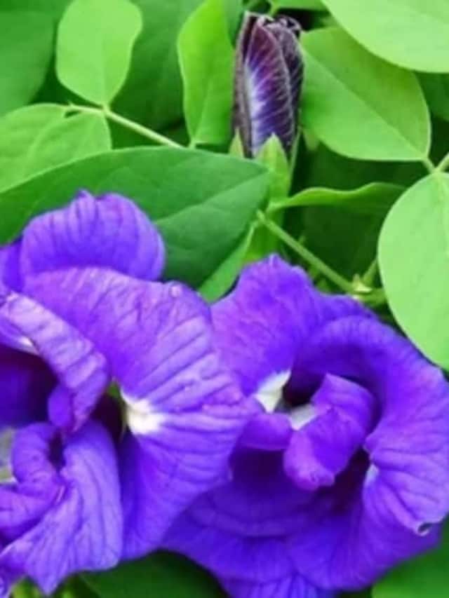 6 Tips to Keep Aparajita Plant Thriving