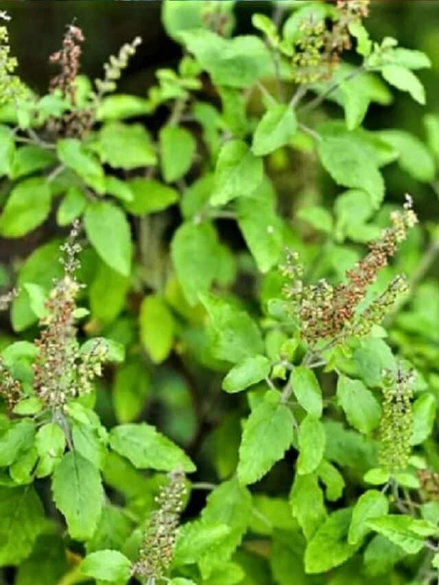 'এই' পাতাই হাজারও রোগের যম, আয়ুর্বেদিক 'ব্রহ্মাস্ত্র'…!