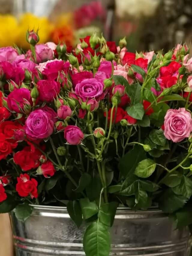 10 Indian State Flowers You Need To Know