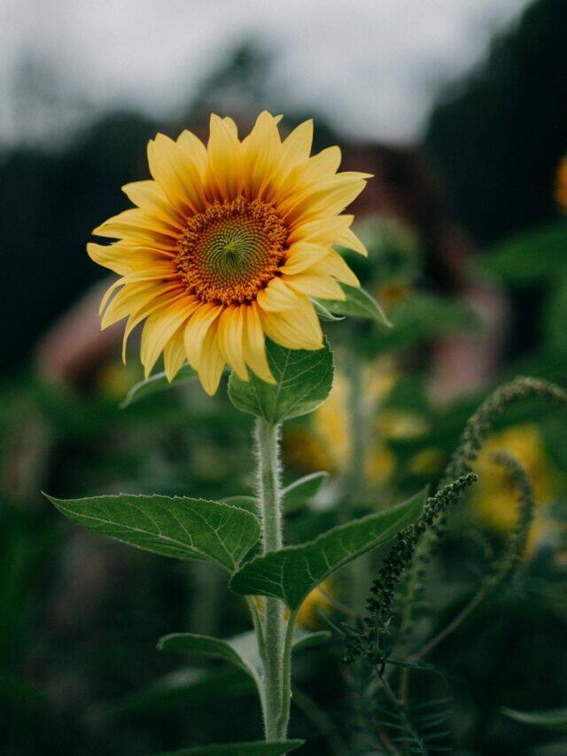 5 Interesting But Lesser-known Facts About Sunflowers
