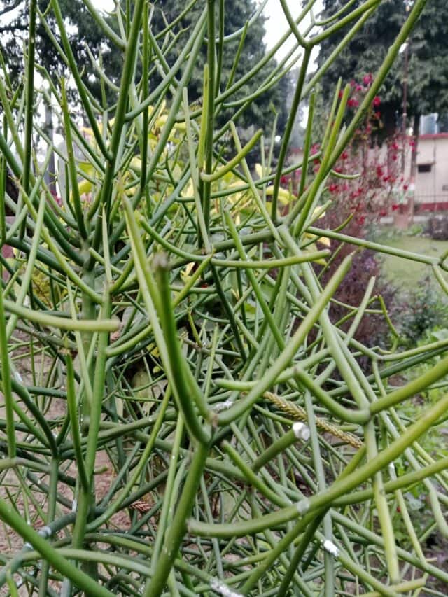 जंगली झाड़ी जैसा ये पौधा है कमाल का…