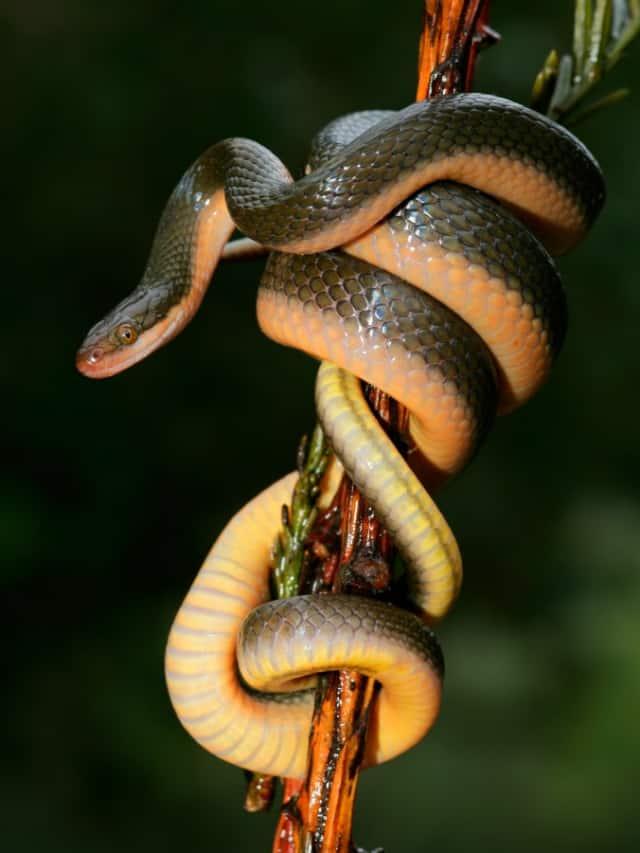 कोब्रापेक्षाही भयानक विषारी आहे हा साप!