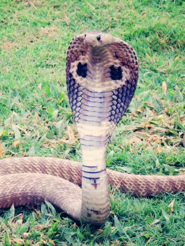 Snakes Hunt : శీతాకాలంలో పాములు ఎందుకు అదృశ్యమవుతాయి.. కారణం తెలిస్తే ...