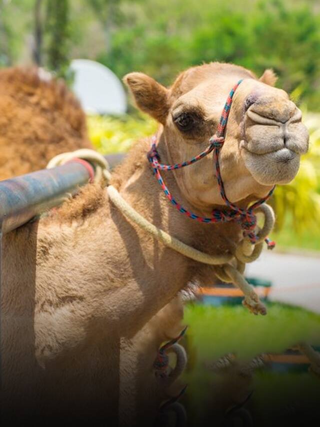 ऊंट के आंसू हैं सांप के जहर का तोड़! रिसर्च का दावा