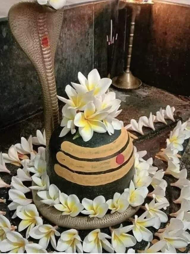 Maha Shivaratri 2024: Offer these 10 flowers to invoke Lord Shiva's ...
