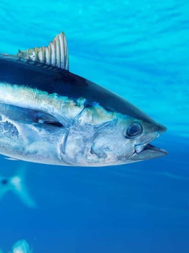 दुनिया की सबसे महंगी मछली की करोड़ों में है कीमत! शिकार किया तो…