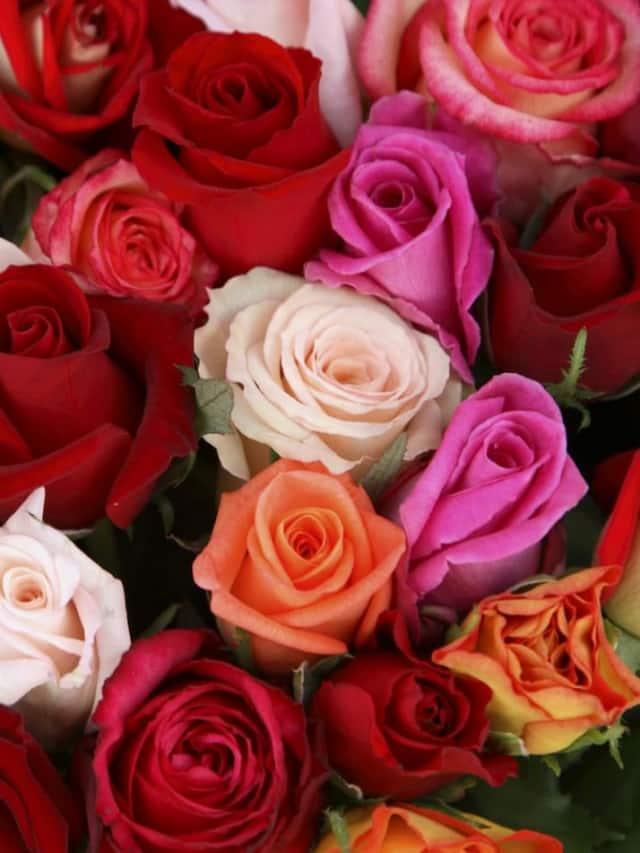 Rose Colours and Their Meanings