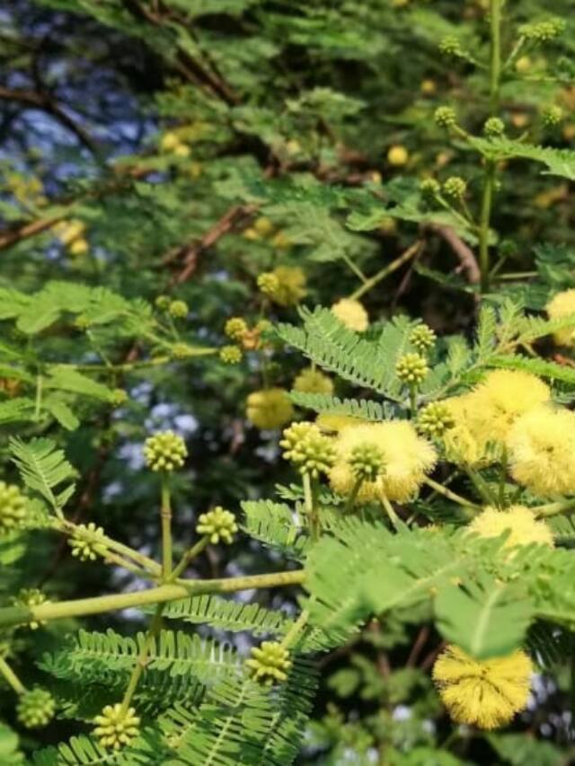 कई रोगों का हल…इस पेड़ की जड़