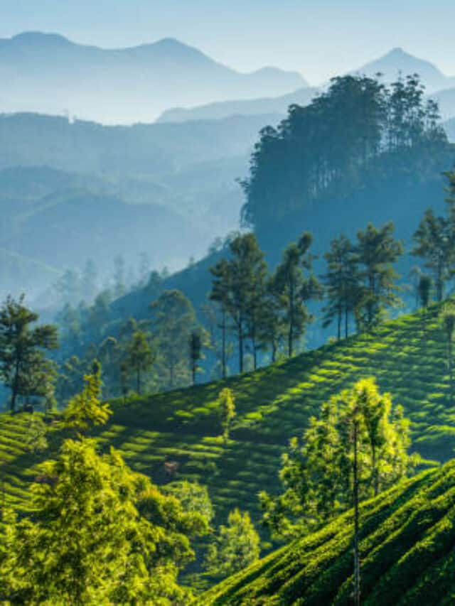 From Darjeeling to Munnar, 9 of India's most beautiful tea gardens