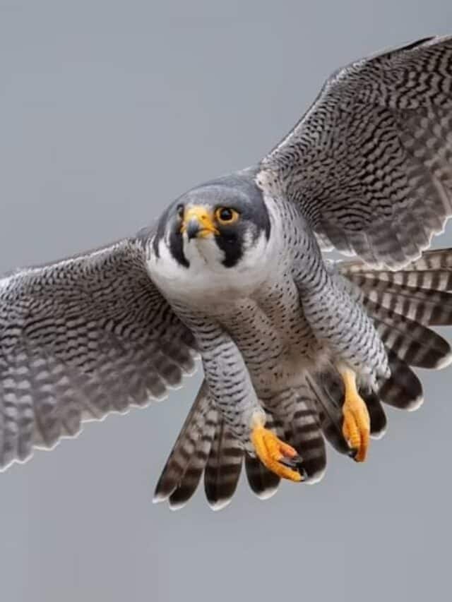 सांपों के ल‍िए काल हैं ये पक्षी!