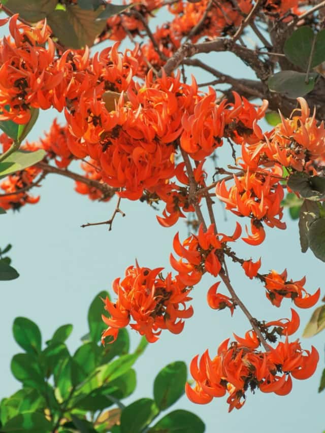 आंखों की रोशनी बढ़ाने में कारगर है ये पेड़!