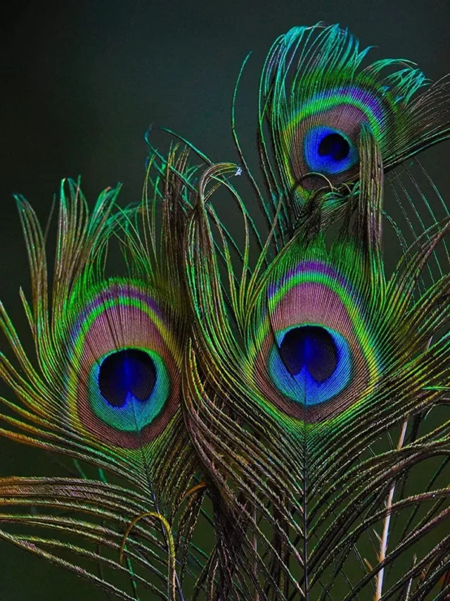 7 Spiritual Benefits of Keeping Peacock Feathers at Home