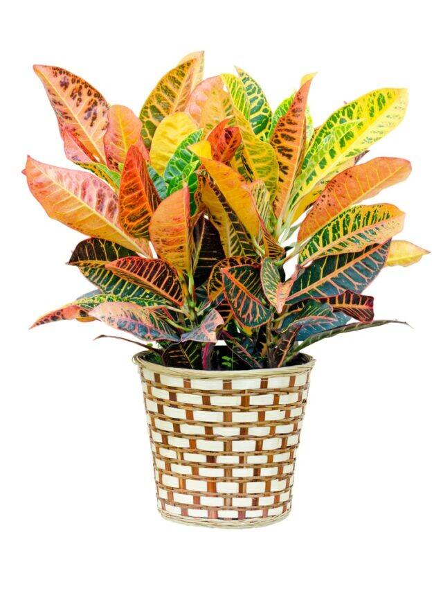 10 Tips To Take Care Of Croton Plant At Home?