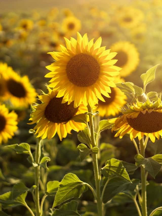 Tips To Grow Sunflower At Home