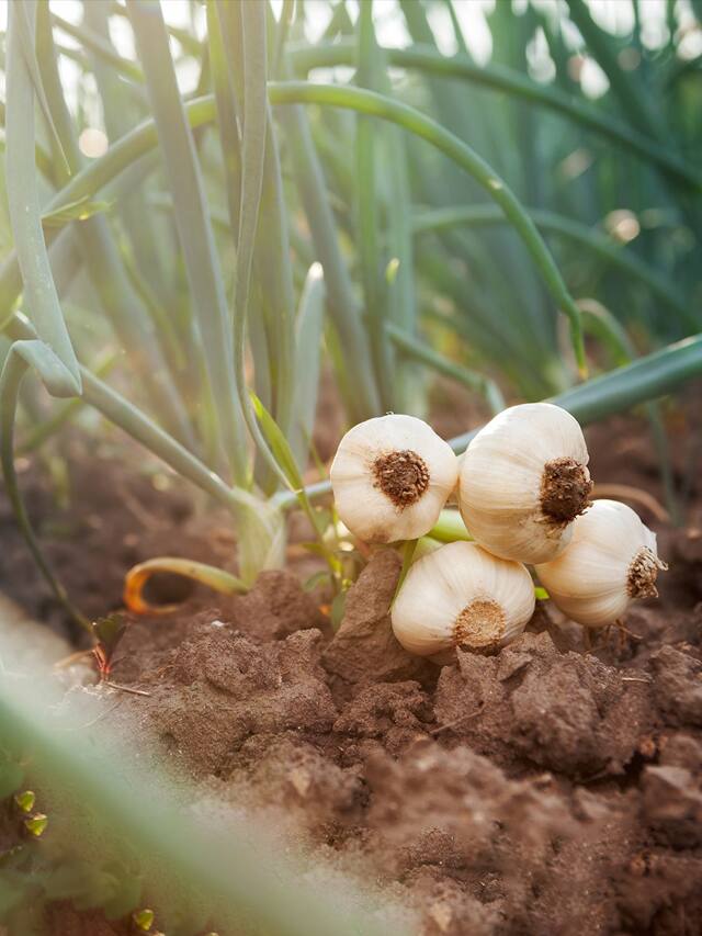लहसुन के हैं ये चमत्कारी फायदे, जानें