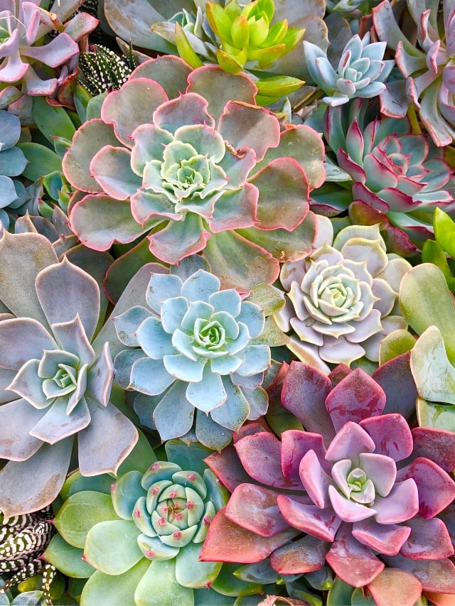 Fastest growing succulents to beautify your home garden