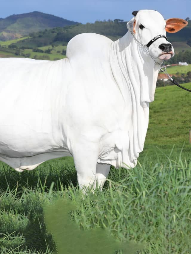 ਦੁਨੀਆ ਦੀ ਸਭ ਤੋਂ ਮਹਿੰਗੀ ਹੈ ਭਾਰਤ ਦੀ ਇਹ ਗਾਂ, ਜਾਣੋ ਨਸਲ ਅਤੇ ਨਾਮ