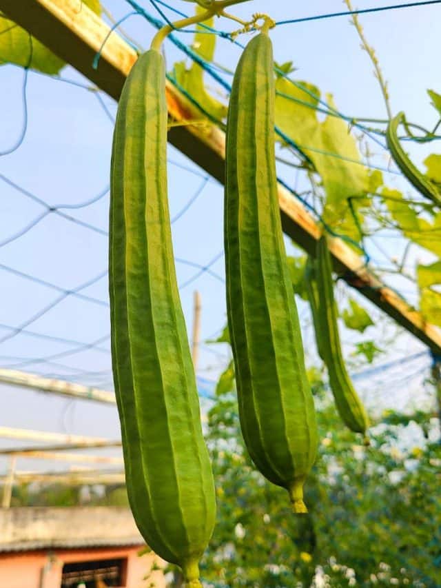Protein का खजाना है ये हरी सब्जी!