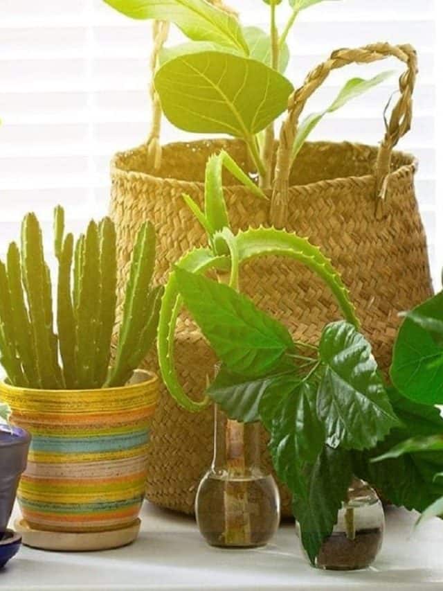 How to Grow Healthy Plants: 10 Steps