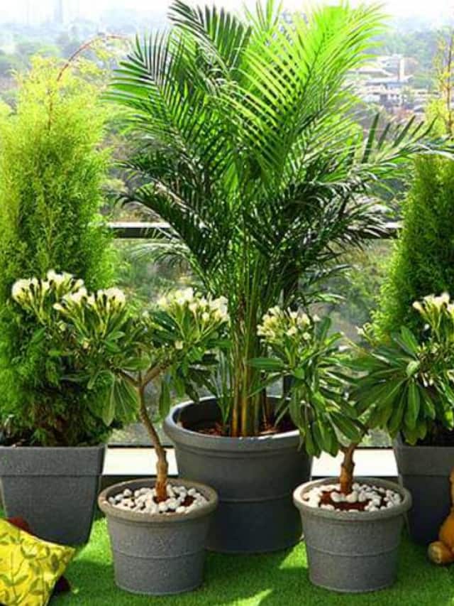 10 Best Plants For Your Terrace Garden