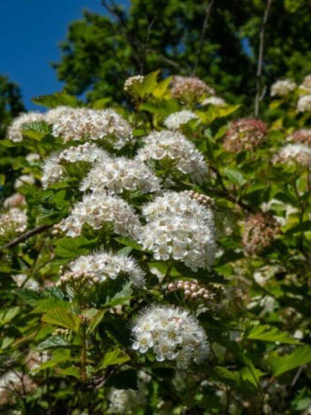 5 Colourful Flowering Shrubs For Garden