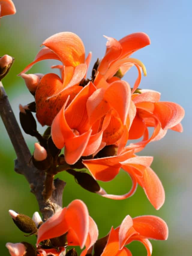 औषधीय गुणों की खान है ये फूल!