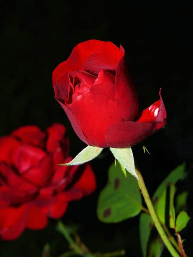 5 Easy Tips To Grow Roses This Summer