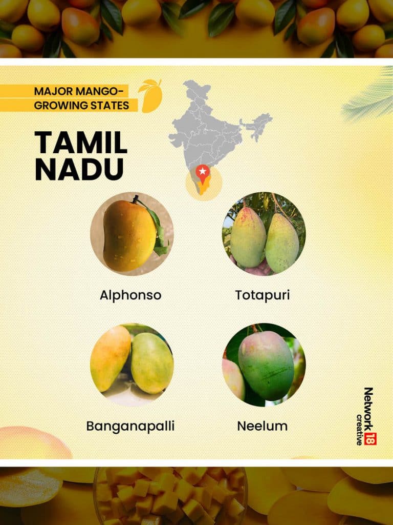 Mango Map of India: Varieties And Where They Are Grown