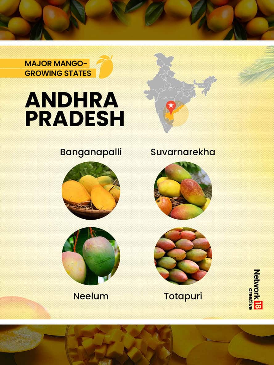 Mango Map of India: Varieties And Where They Are Grown