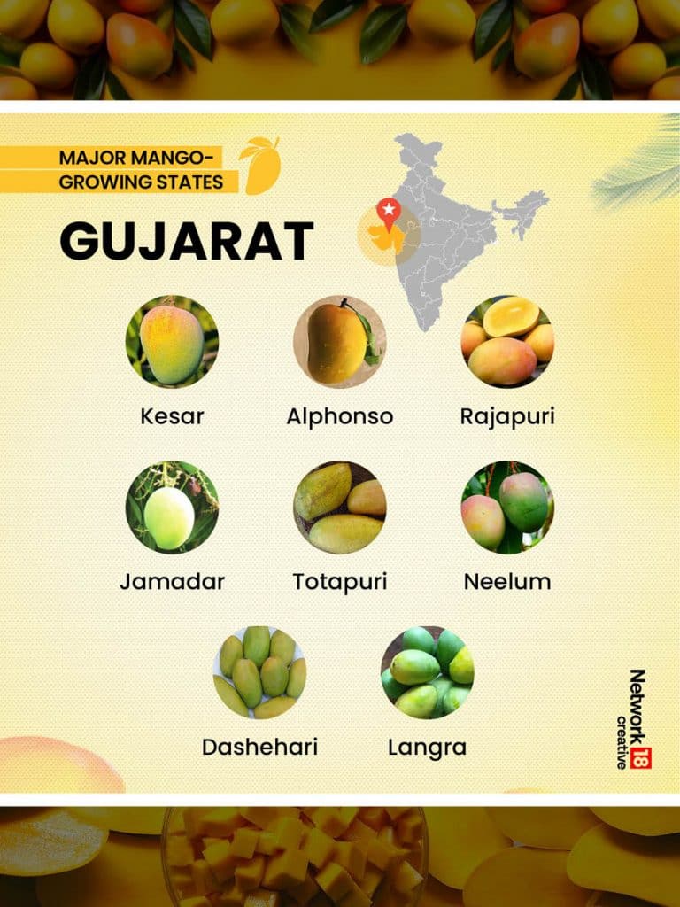 Mango Map of India: Varieties And Where They Are Grown