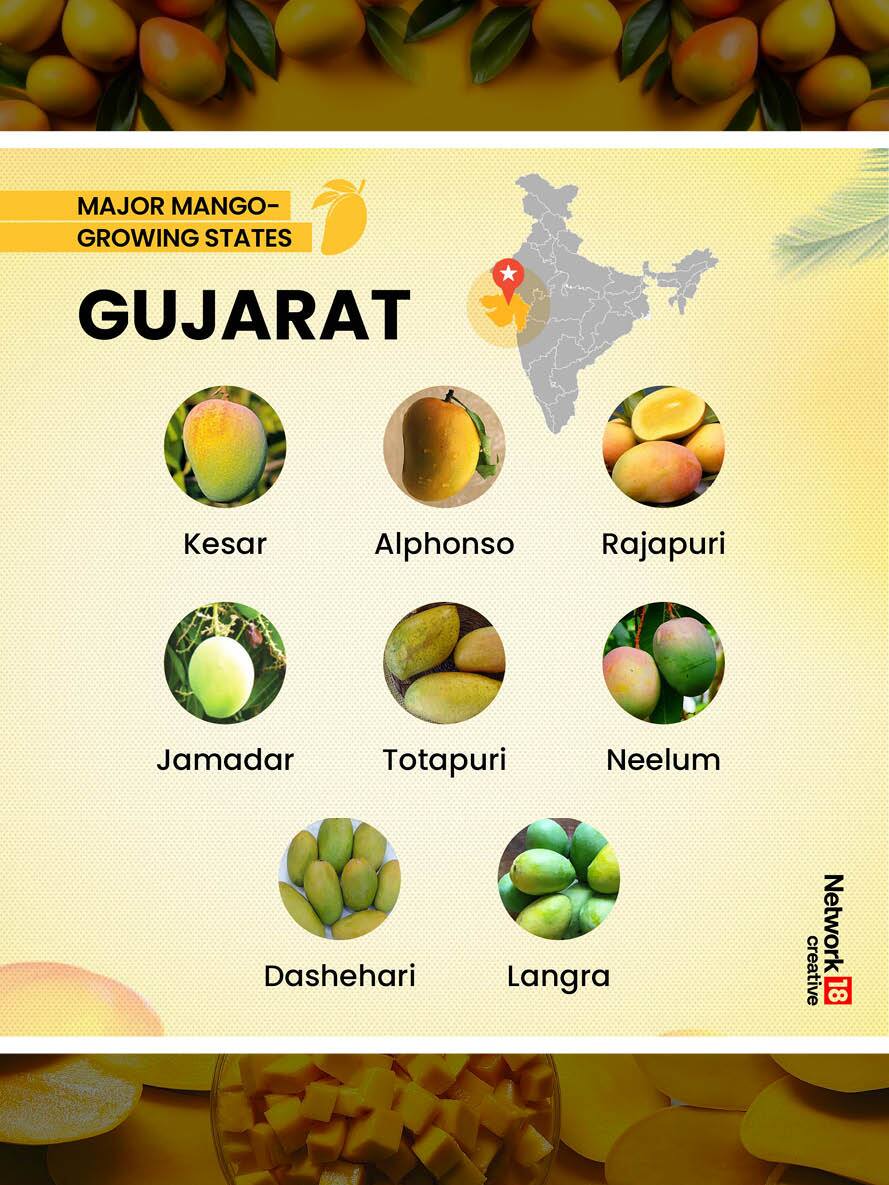 Mango Map of India: Varieties And Where They Are Grown
