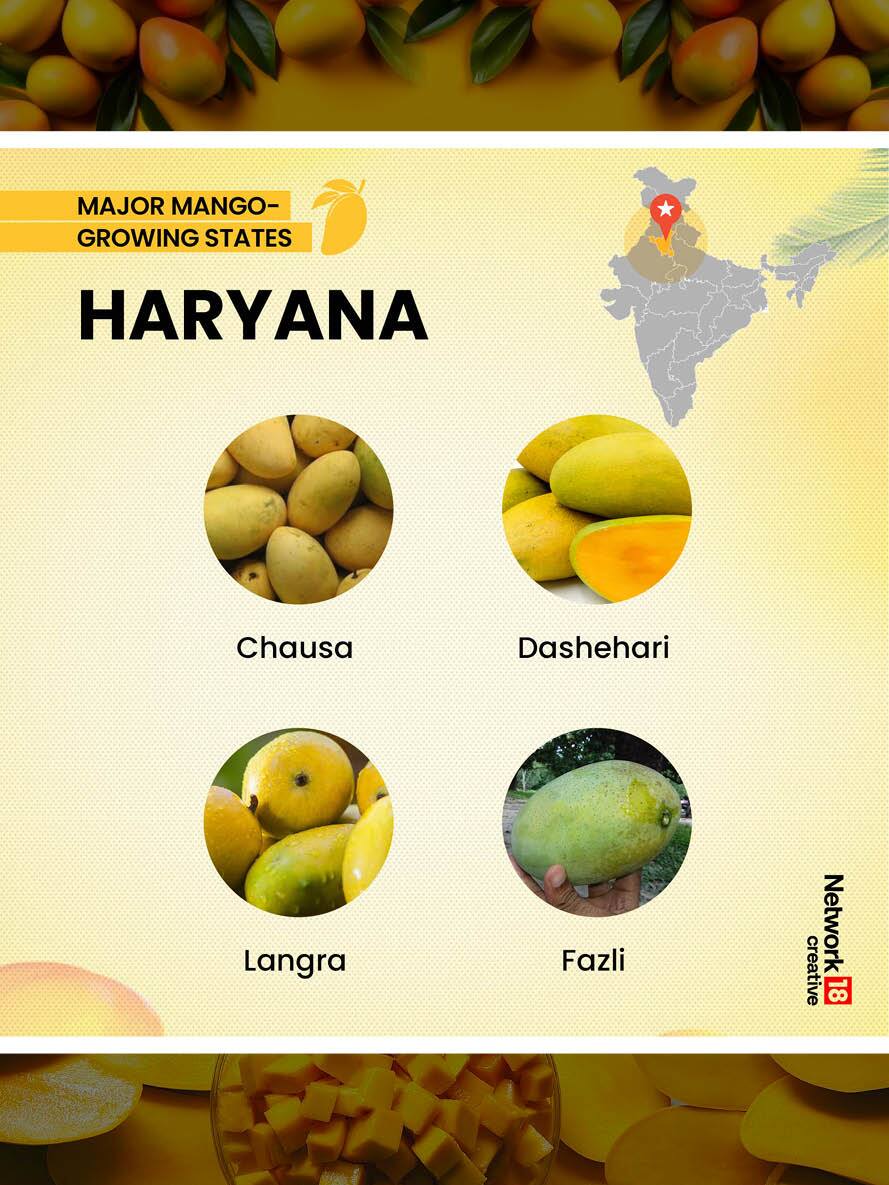 Mango Map of India: Varieties And Where They Are Grown